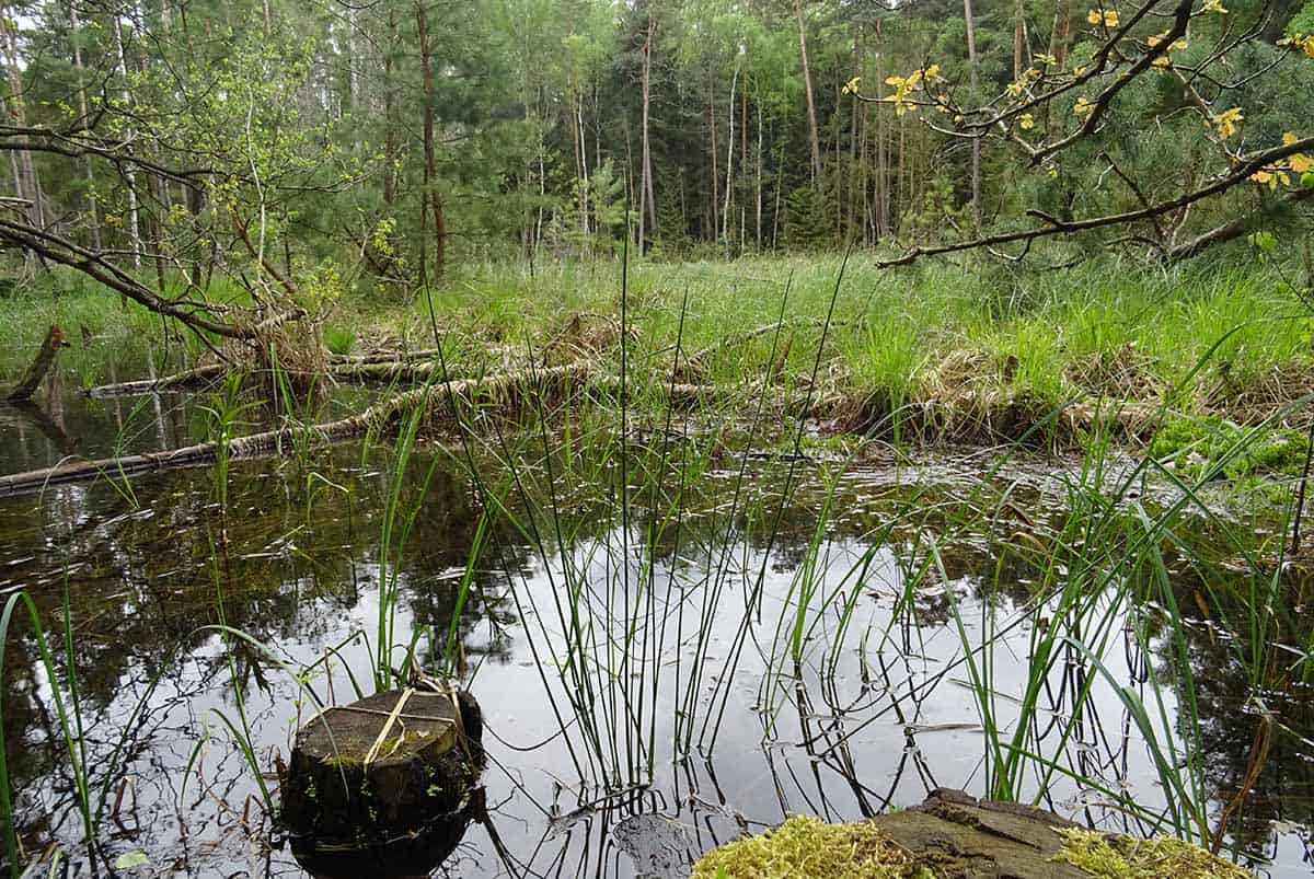 Die Dresdner Heide - eine Wanderung in der Natur › Dresden Führungen