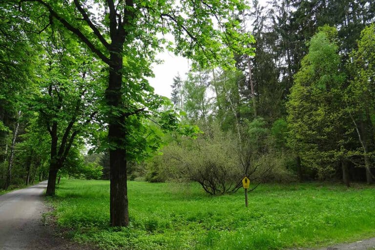 Die Dresdner Heide - eine Wanderung in der Natur › Dresden Führungen